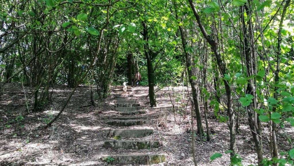 Die Sehnsucht nach dem Norden in der Mallertshofer Heide und Holz ...