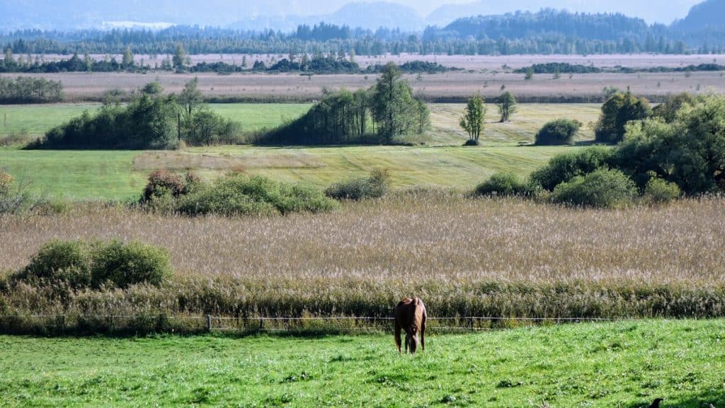 Murnauer Moos Rundwanderung im Blauen Land / Murnau