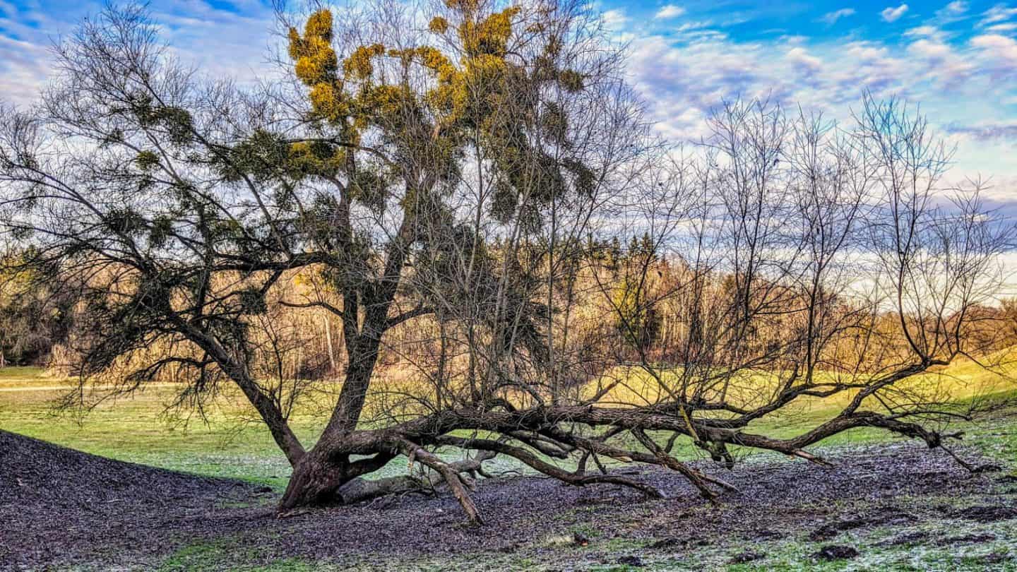 Rundwanderung durch die Aubinger Lohe und Moosschwaige