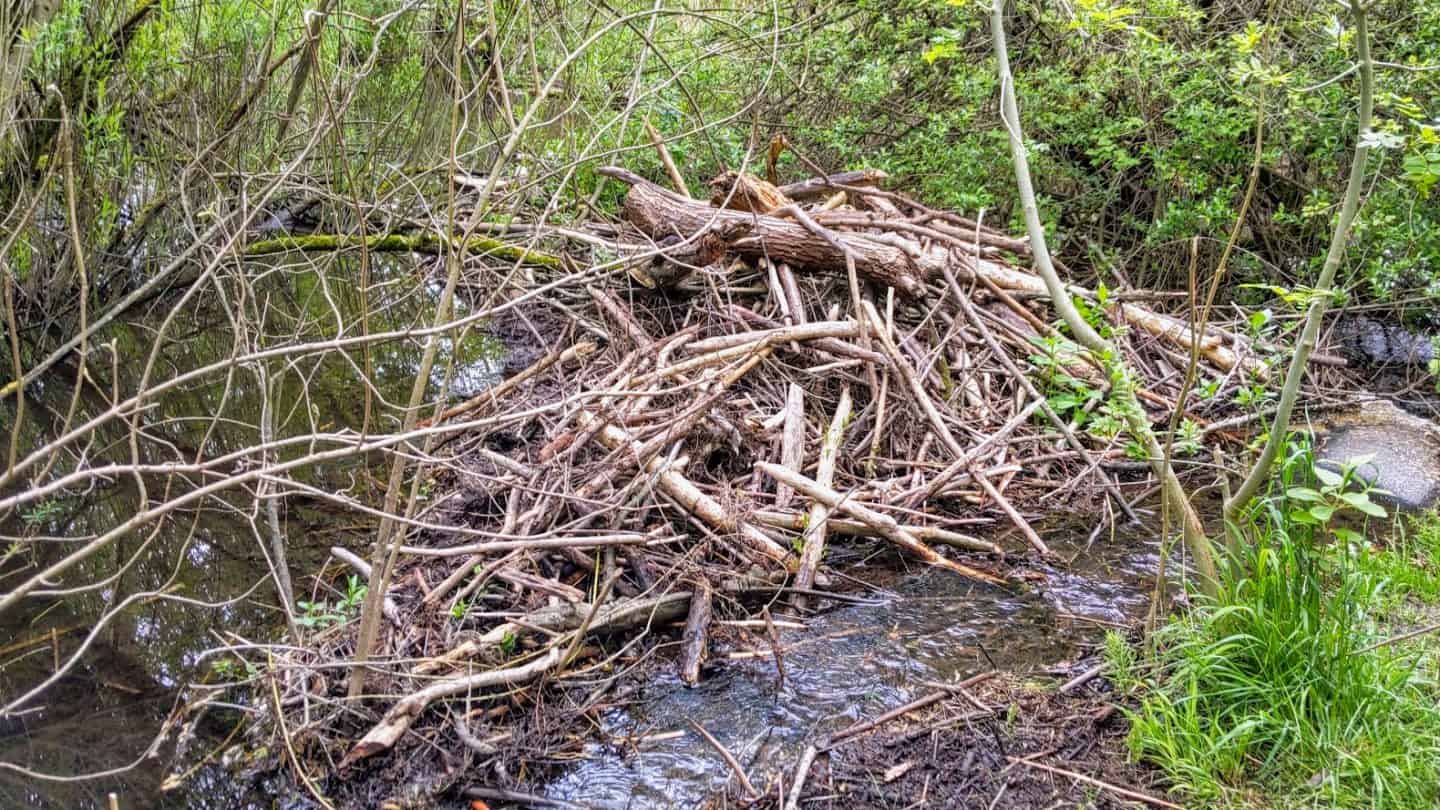 Rundwanderung durch die Aubinger Lohe und Moosschwaige