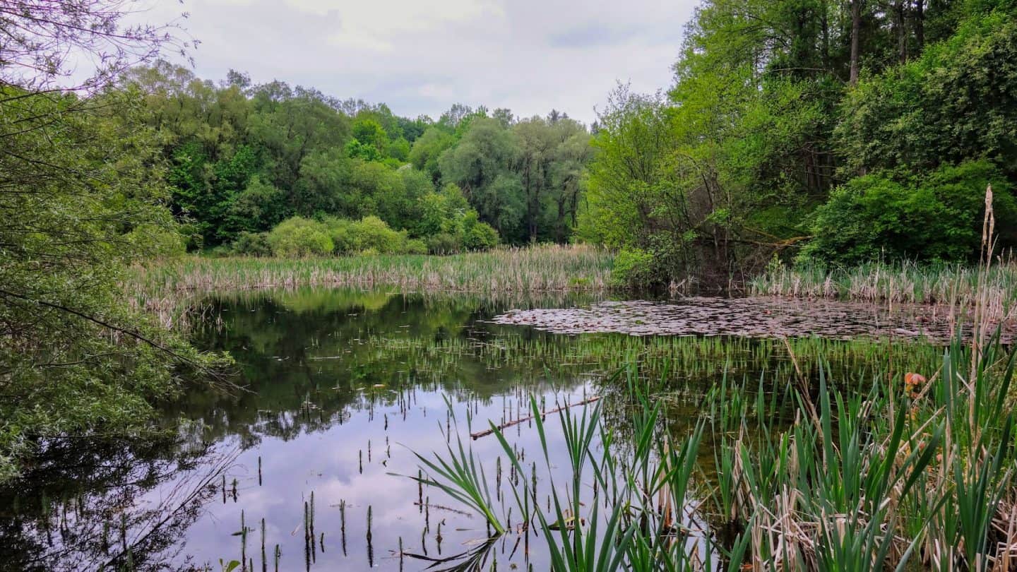 Rundwanderung durch die Aubinger Lohe und Moosschwaige
