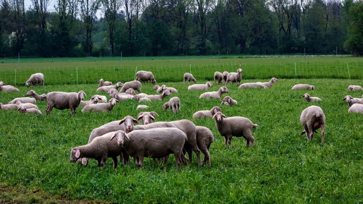 Rundwanderung durch die Aubinger Lohe und Moosschwaige