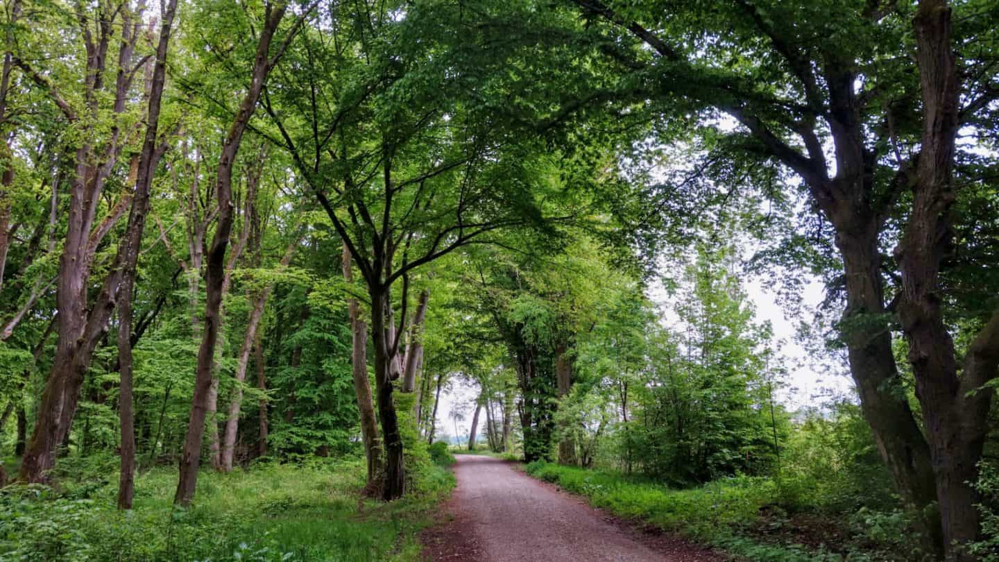 Rundwanderung durch die Aubinger Lohe und Moosschwaige