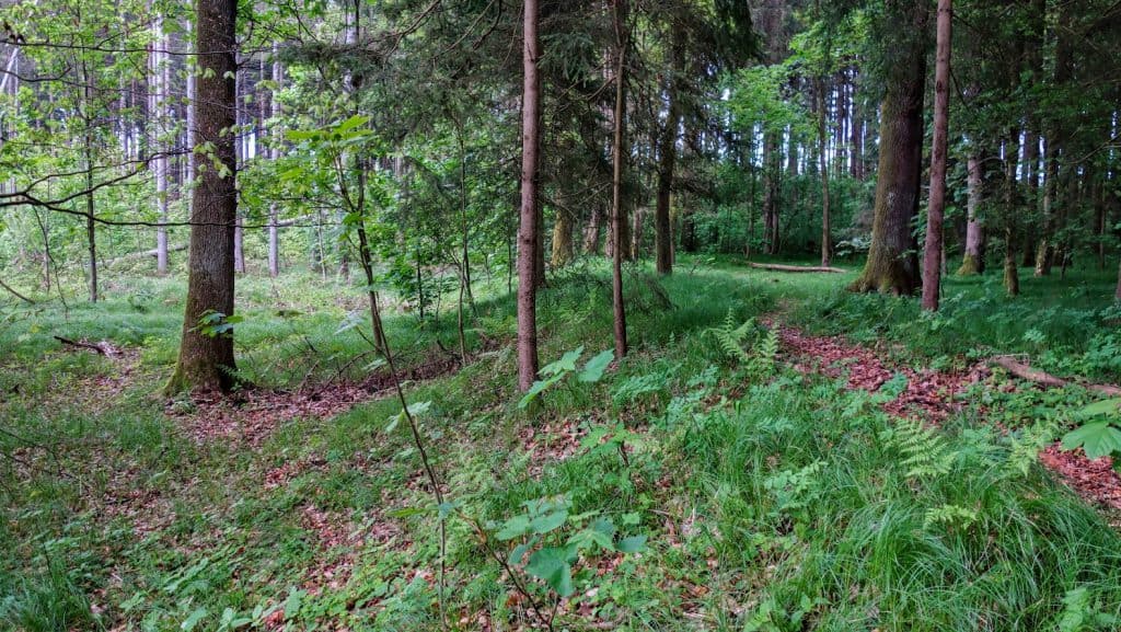 Rundwanderung durch die Aubinger Lohe und Moosschwaige