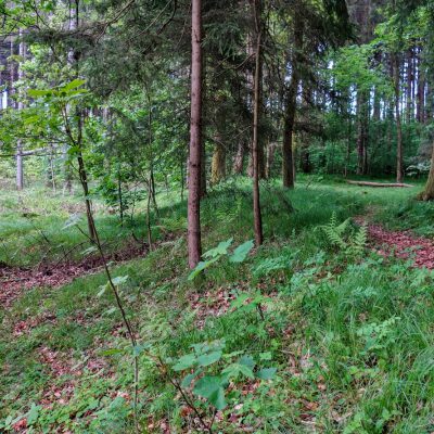 Erlebniswanderung durch die Aubinger Lohe | Hurra, draussen!