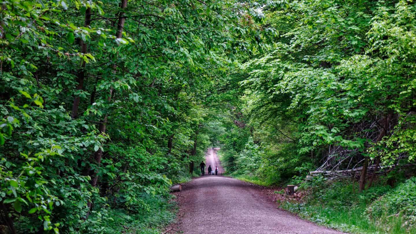 Rundwanderung durch die Aubinger Lohe und Moosschwaige