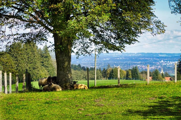 Kurze Wanderung auf und um den Irschenberg